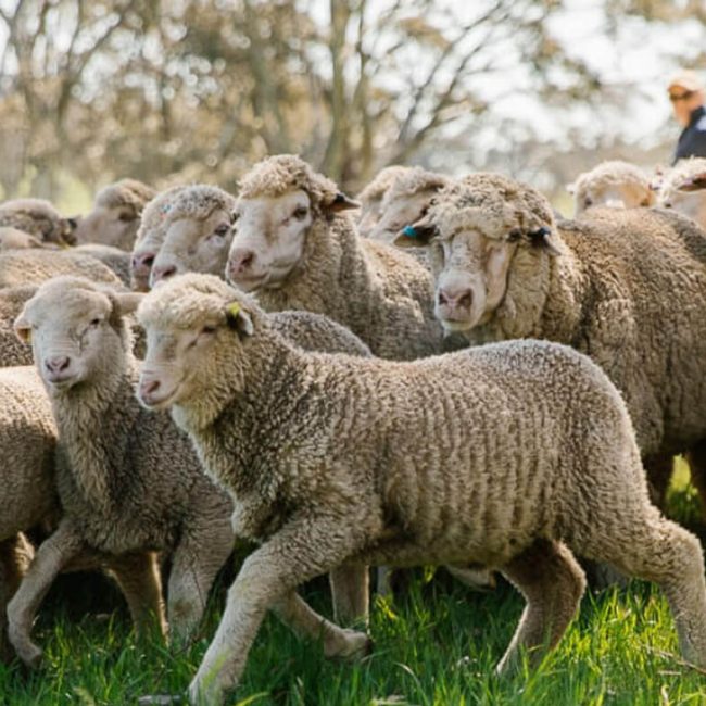 Pure Luxury Merino - Anlaby